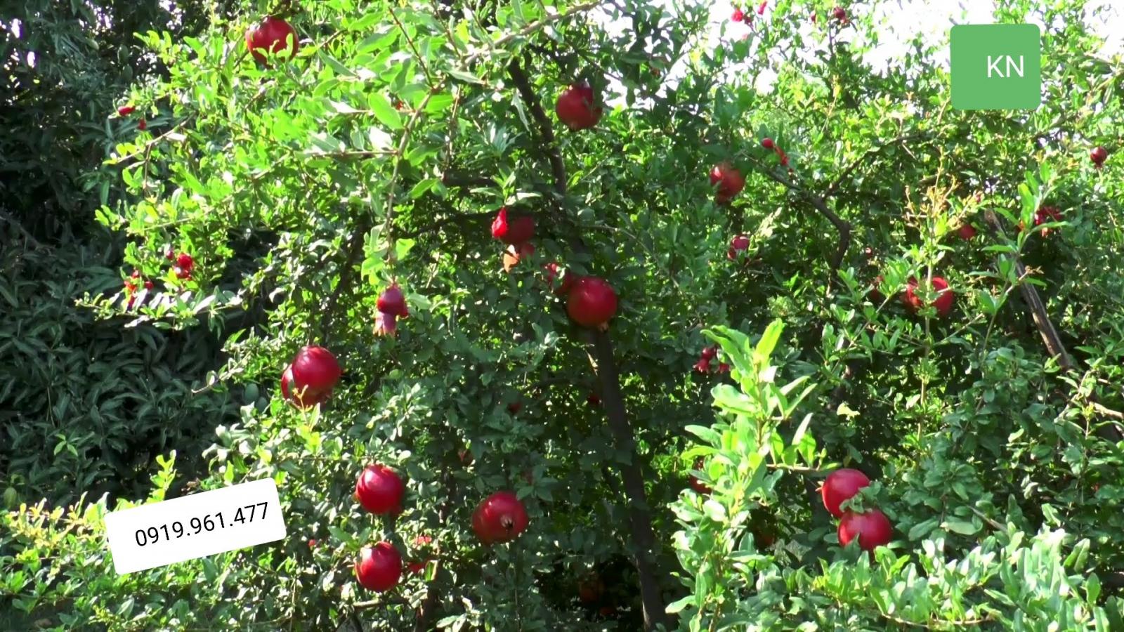 Lựu Đỏ Ấn Độ